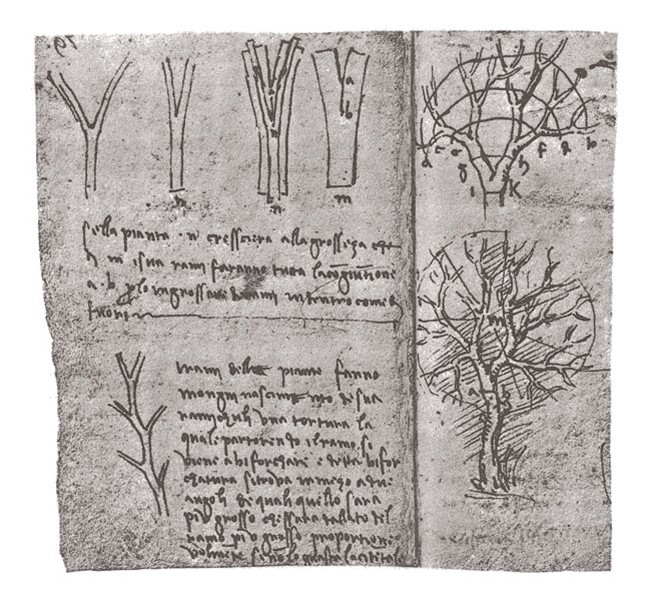 leonardo-s-rule-of-trees-earthdate